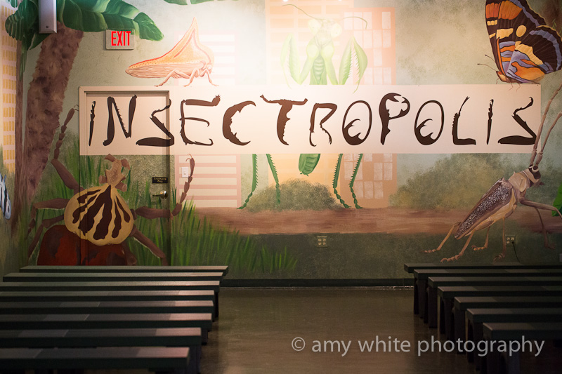 The Bug Museum – The White House