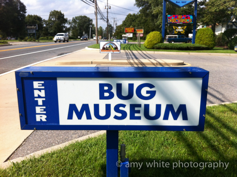 The Bug Museum – The White House