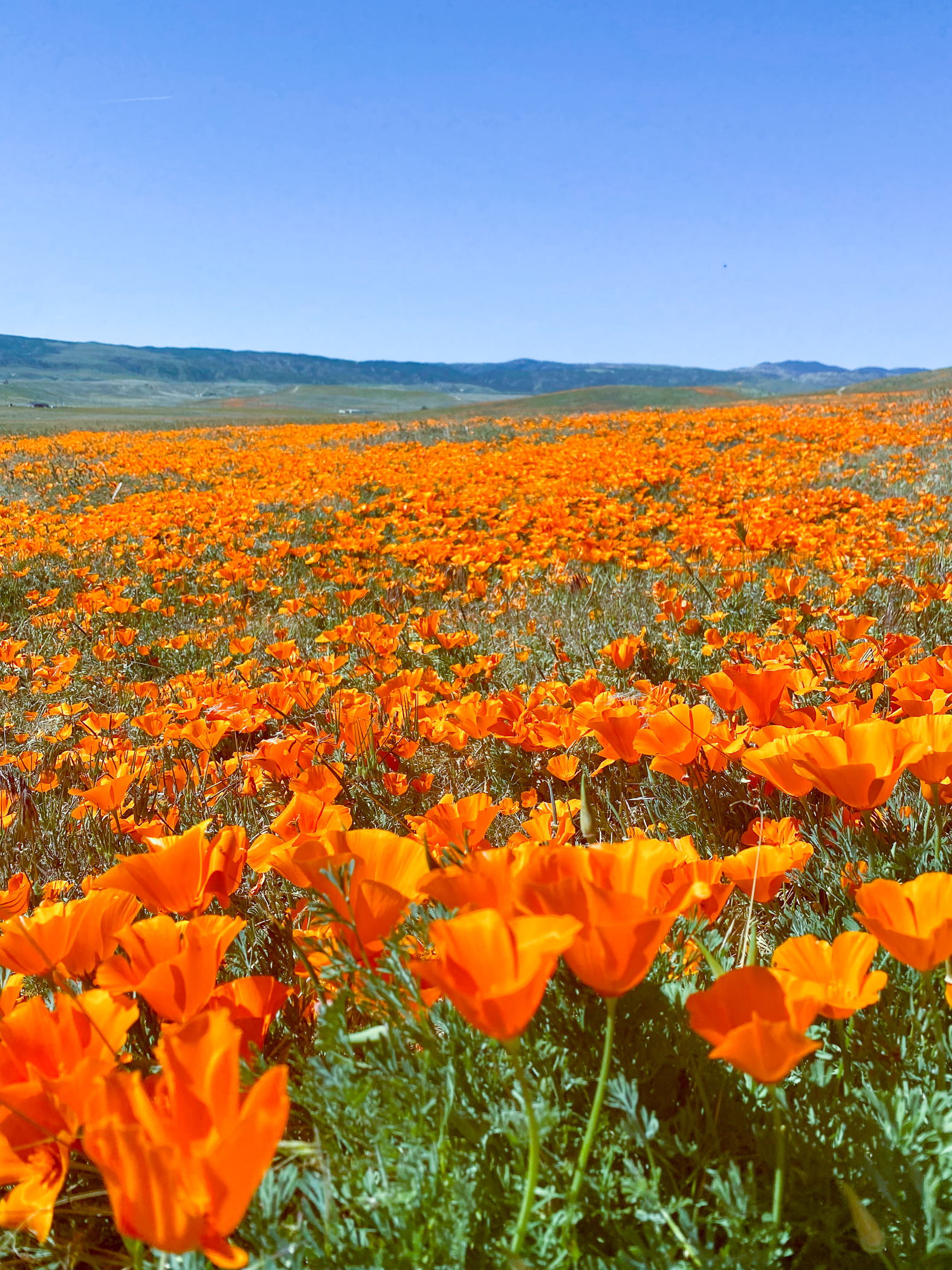 Antelope Poppy Preserve – The White House